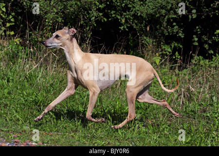 Italian Greyhound. Adult dog walking on a pebble beach. Germany Stock ...