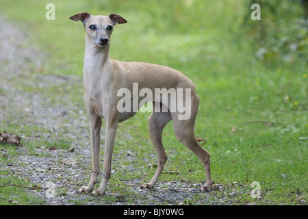Side view of little italian greyhound dog in studio disguised on dark ...