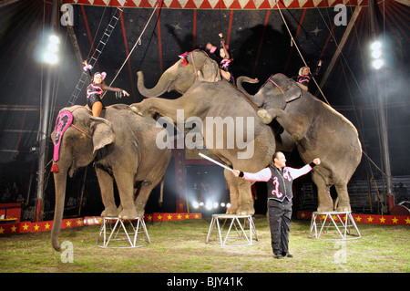 Circus elephants and their trainer Stock Photo - Alamy