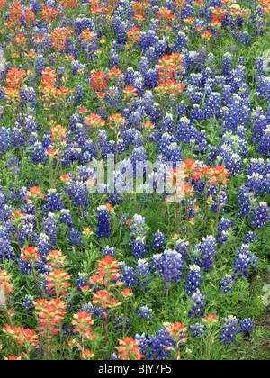 A field of Bluebonnets in Brenham, Texas Stock Photo - Alamy