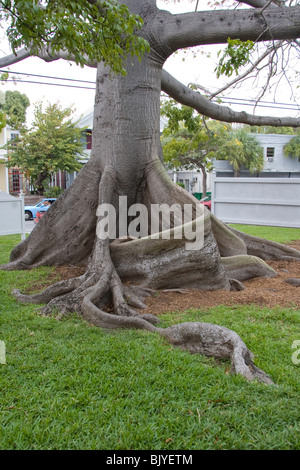 The Kapok Tree, Ceiba pentandra, is also called the Ceiba tree or ...
