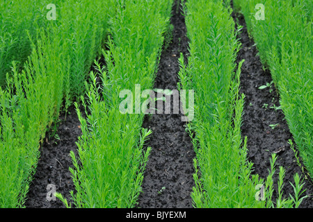 Flax (Linum usitatissimum) or linseed in cultivated field, selective ...