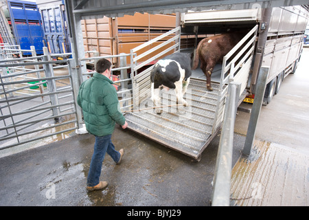 Cattle being loaded on to a livestock lorry Stock Photo - Alamy