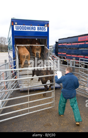 Cattle being loaded on to a livestock lorry Stock Photo - Alamy