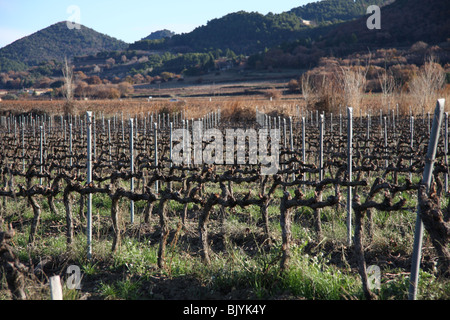 A vineyard in the winter in Provence, France Stock Photo - Alamy