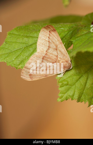 Barred Red (Hylaea fasciaria Stock Photo - Alamy