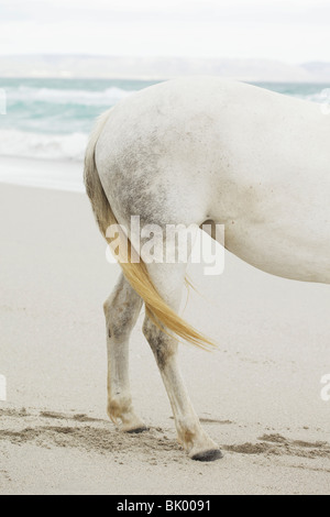 A horses rear end Stock Photo - Alamy
