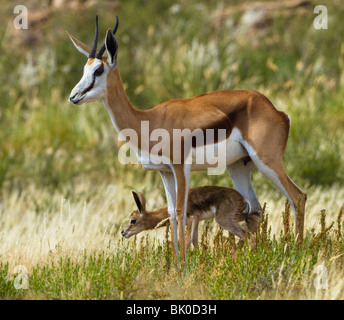 springbok with new born Stock Photo - Alamy