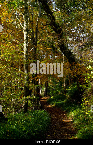 The Big Burn walk at Golspie in Sutherland Stock Photo - Alamy