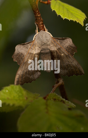 Poplar hawkmoth Laothoe populi, imago, resting on textured wood, Middle ...