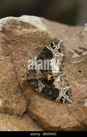 Small Phoenix (Ecliptopera silaceata Stock Photo - Alamy