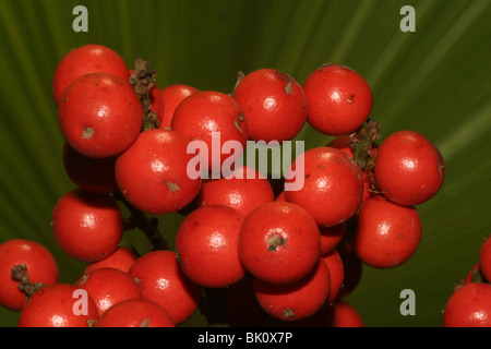 Tropical palm fruits red berries Stock Photo - Alamy
