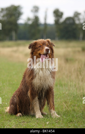 wet Australian Shepherd dog sitting Stock Photo - Alamy