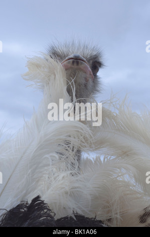 Close up of a male ostrich performing a mating dance Stock Photo - Alamy