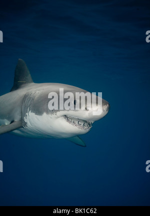 WHITE SHARK GRIN Stock Photo - Alamy
