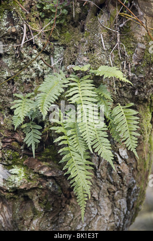 Common Polypody (Polypodium vulgare) growing in the crack of a dry ...