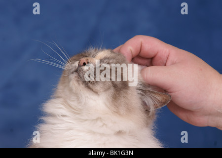 blue tortie tabby birman portrait Stock Photo - Alamy