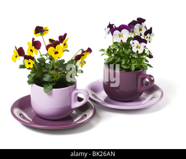 Yellow, white, and purple pansies Viola wittrockiana planted in black ...