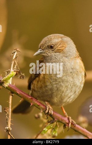 Hedge Accentor perched on a bramble in Sussex Stock Photo - Alamy