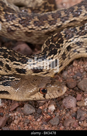 San Diego Gopher Snake Pituophis catenifer annectans albino Stock Photo ...
