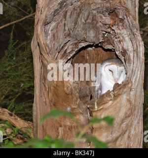 Barn owl sleeping Stock Photo - Alamy