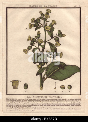 Wild or Aztec Tobacco, Mapacho, Nicotiana rustica, Solanaceae, Mexico ...