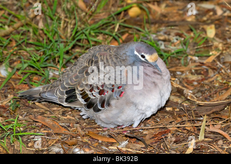 Common Bronzewing (Phaps chalcoptera) male at waterhole, Victoria ...
