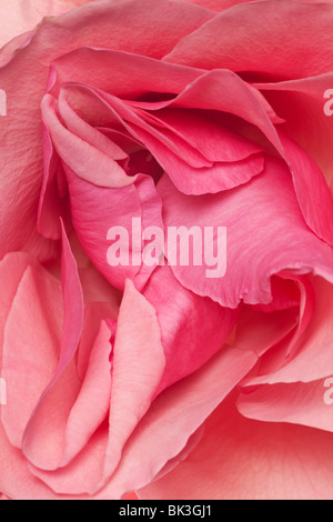 pink fresh rose petals arranged in a background Stock Photo - Alamy