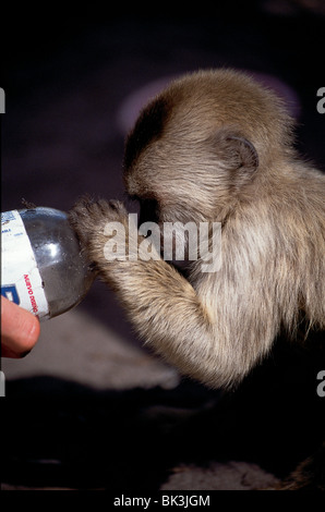 Cebus Olivaceus Wedge Capped Capuchin Weeper Capuchin monkey in Guyana ...