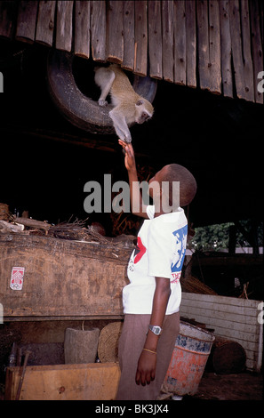 animal africa animals monkey zoo illustration mammals wildlife gorilla ...