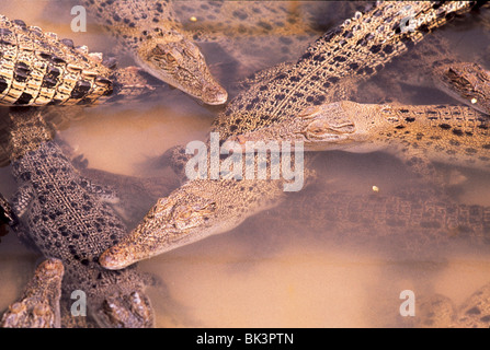 A group of crocodiles in the water. The heads of four crocodiles ...