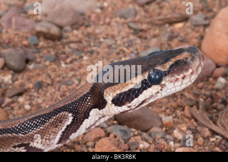Ball (Royal) python, Python regius, native to west and central Africa ...