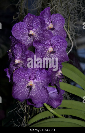 blue vanda orchid flower Stock Photo - Alamy
