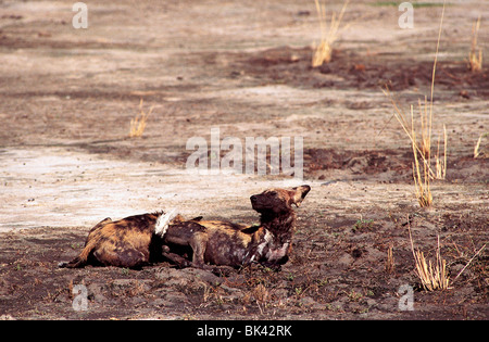 African wild dogs rest outside their den on the African savannah Stock ...