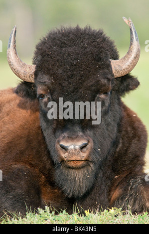 Large male plains bison (bison bison) in a summer meadow, Elk Island ...