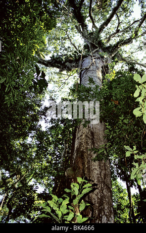 Dense Amazon rainforest with kapok trees (Ceiba pentandra), açaí palms ...