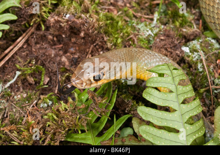 The Western Racer, Coluber constrictor mormon, is a nonvenomous snake ...
