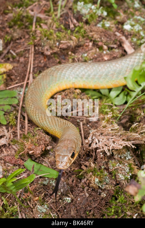 The Western Racer, Coluber constrictor mormon, is a nonvenomous snake ...
