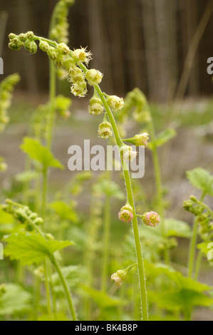 fringe cups (Tellima grandiflora Stock Photo - Alamy