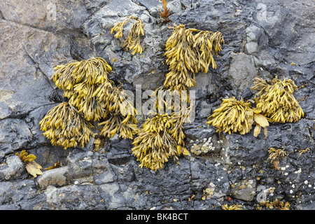 Channelled wrack (Pelvetia canaliculata), a brown seaweed, UK Stock ...