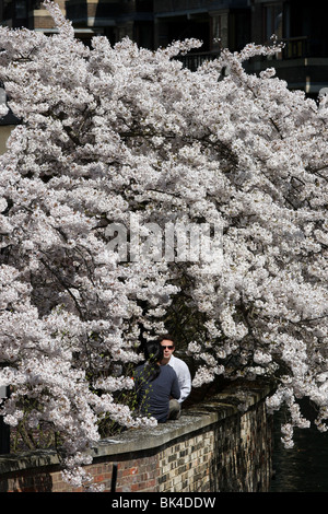 English cherry tree IN Cambridge Stock Photo - Alamy