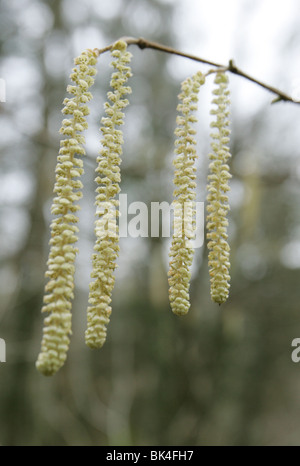 Male catkins on silver birch tree (Betula pendula) during April, UK ...
