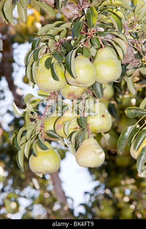 A pear orchard near Shepperton, Victoria, Australia. This area of ...