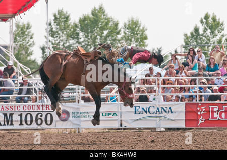 Cowboy thrown from his horse, saddle bronc riding, Strathmore Heritage ...