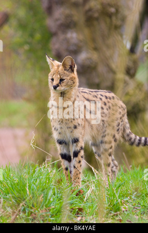 Serval Leptailurus serval, a Small African Wild Cat Stock Photo - Alamy