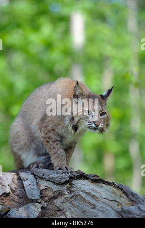 Bobcat, Minnesota, USA Stock Photo - Alamy