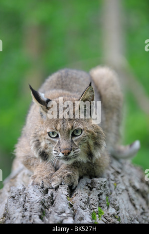 Bobcat, Minnesota, USA Stock Photo - Alamy