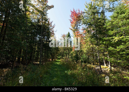Fall Trees, Fitch Bay, Quebec, Canada Stock Photo - Alamy
