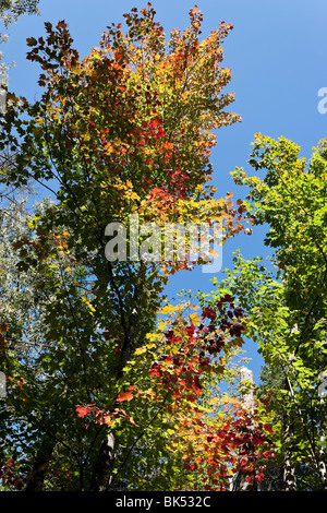 Fall Trees, Fitch Bay, Quebec, Canada Stock Photo - Alamy