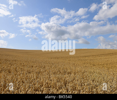 Germany, Hesse, View of wheat field Stock Photo - Alamy